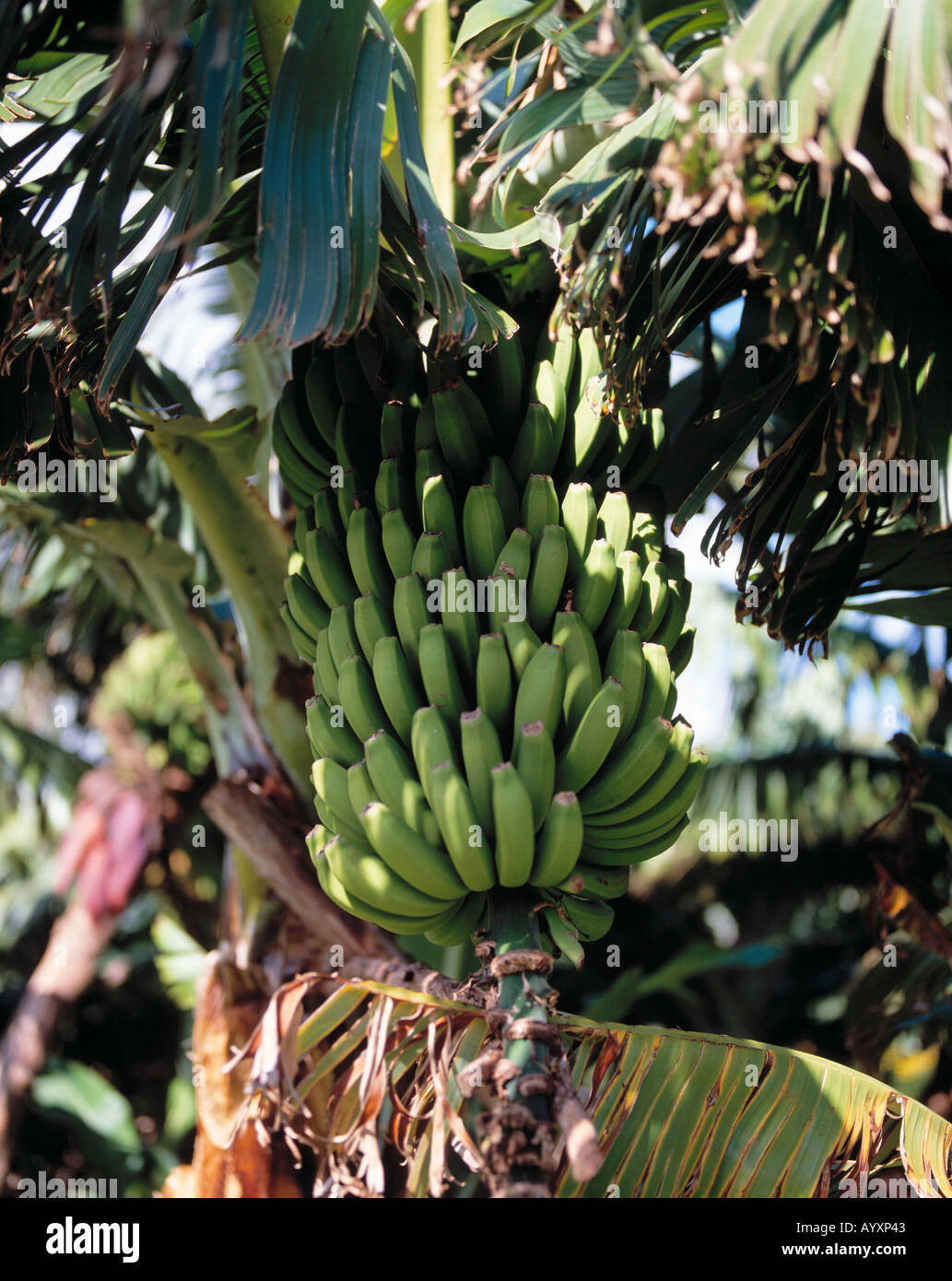 Bananenstaude hi-res stock photography and images - Alamy