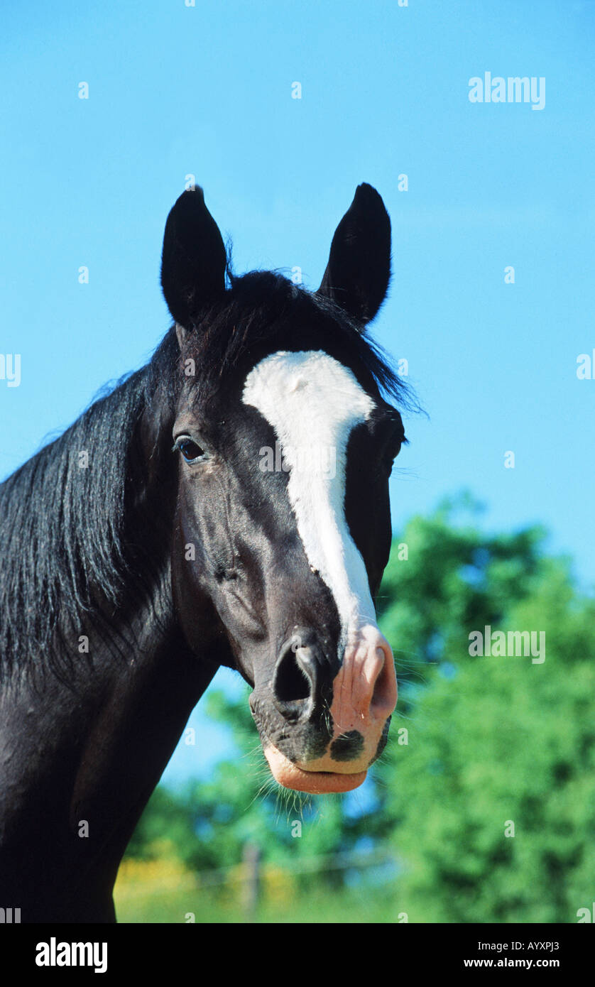 German horse hi-res stock photography and images - Alamy