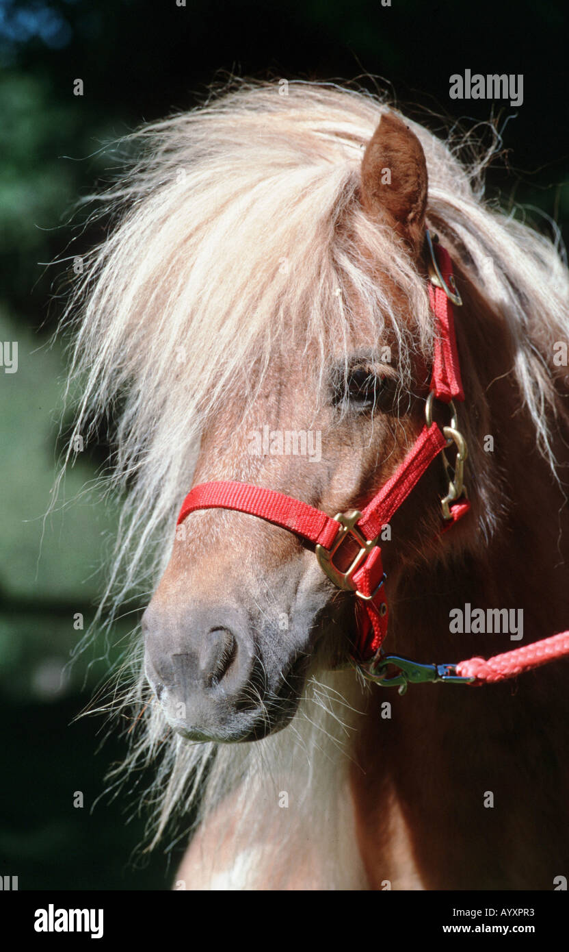 Mini shetlandpony hi-res stock photography and images - Alamy