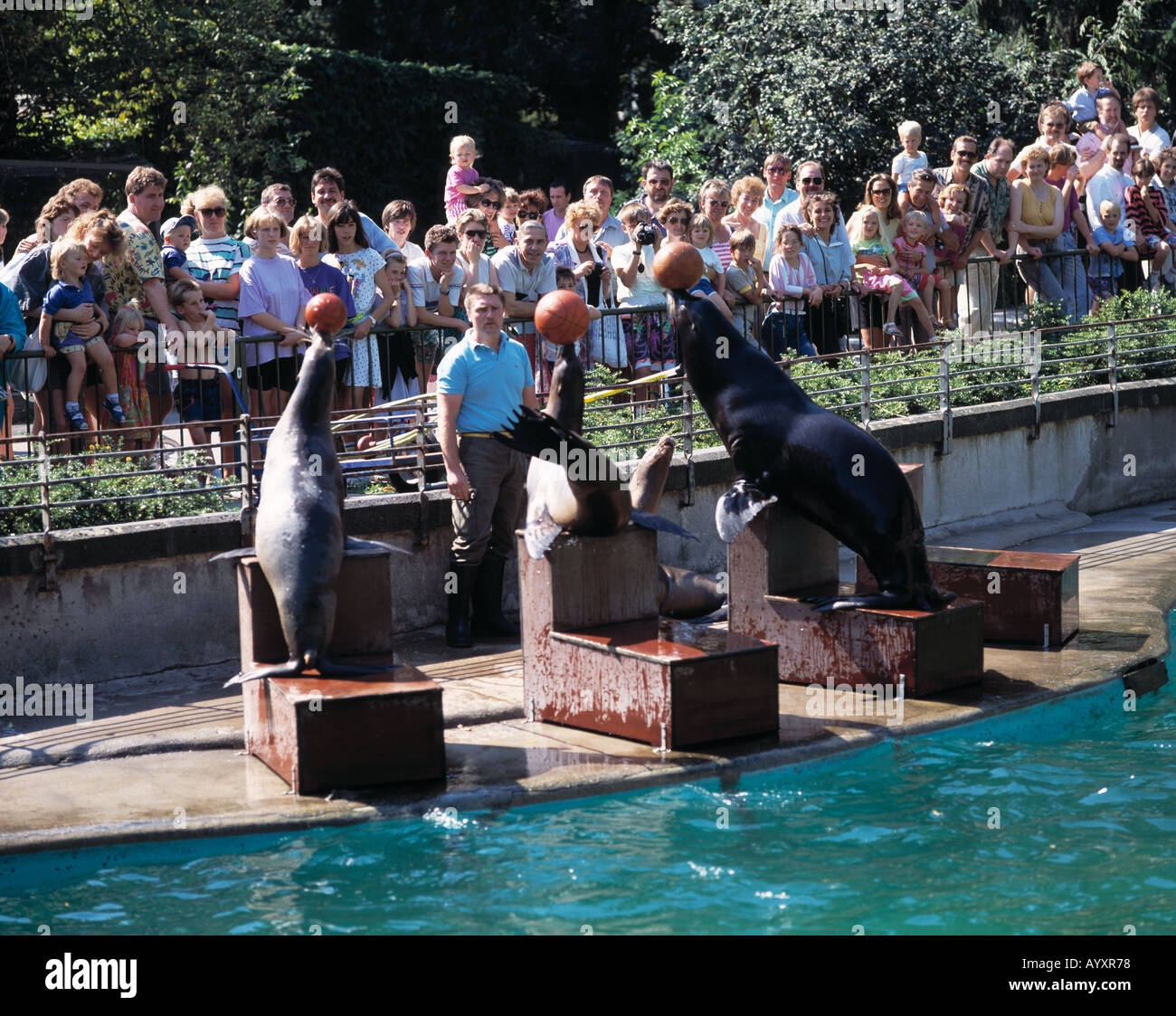 D-Cologne, Rhine, North Rhine-Westphalia, zoo, sea lion, training of ...