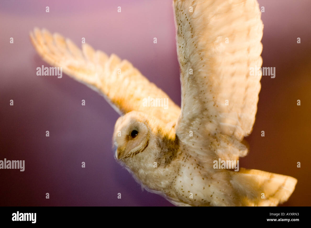 Queensland barn Owl Australia Australian Tyto Alba Stock Photo - Alamy