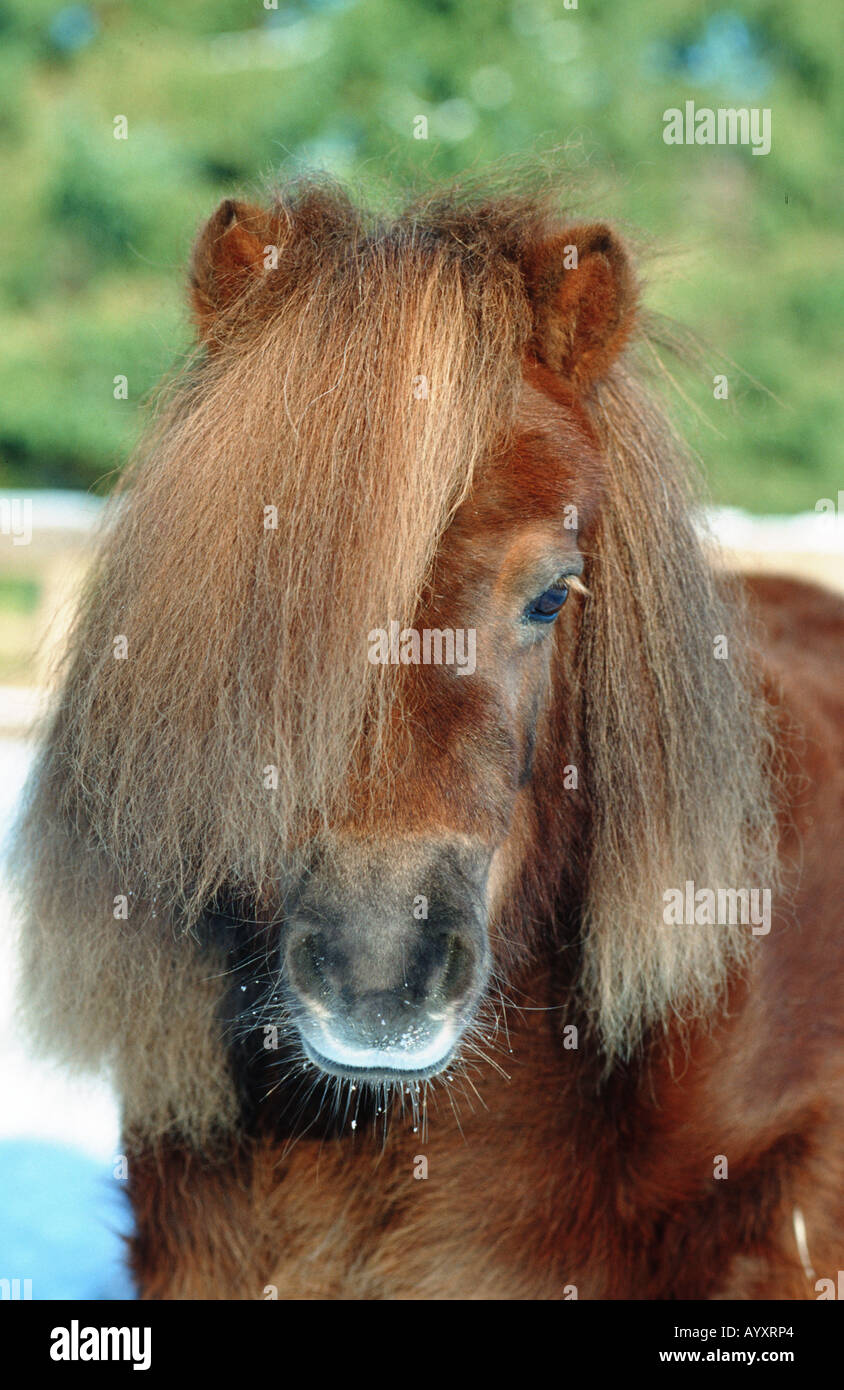 Funny pony picture hi-res stock photography and images - Alamy