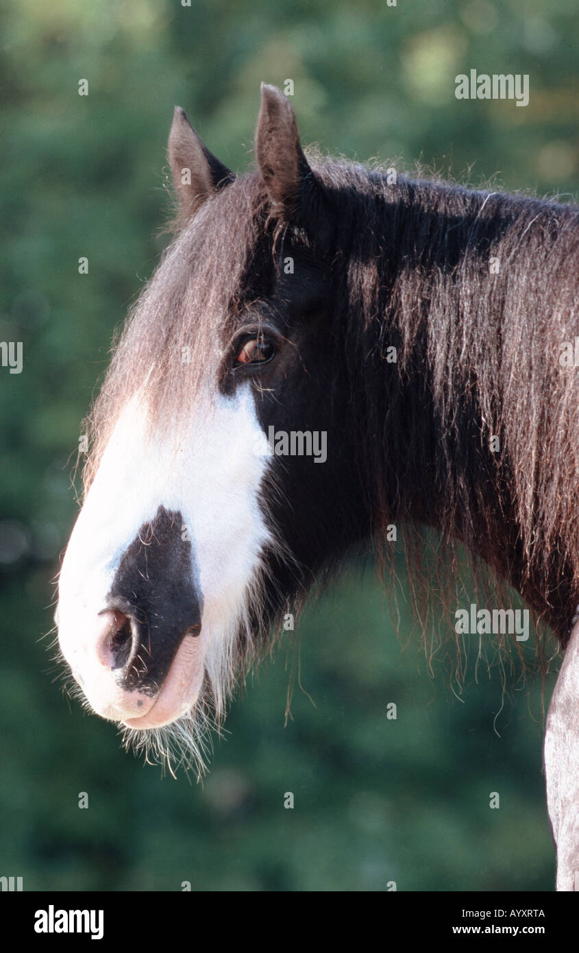 Shire Horse Wallach Portrait seitlich Stock Photo - Alamy