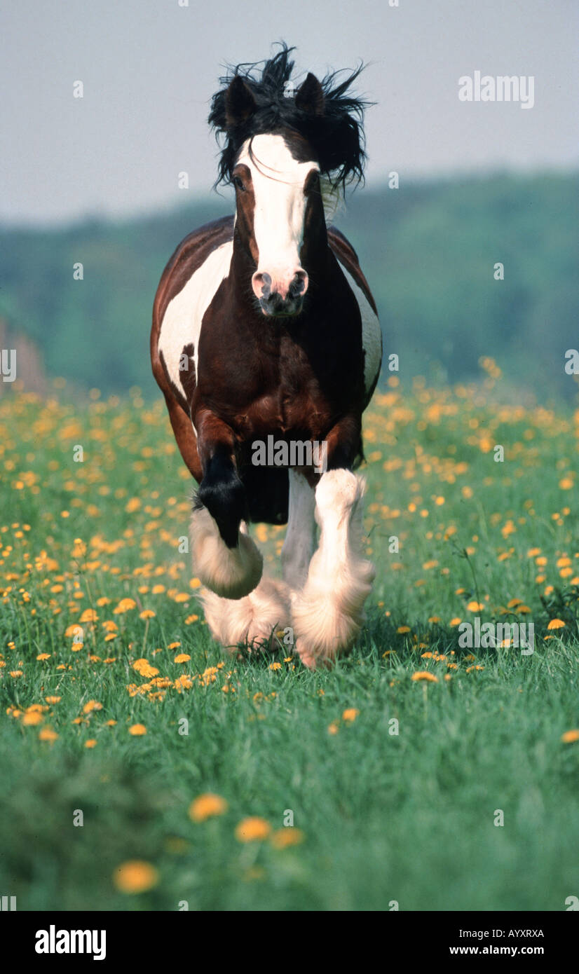 Gescheckte hi-res stock photography and images - Alamy
