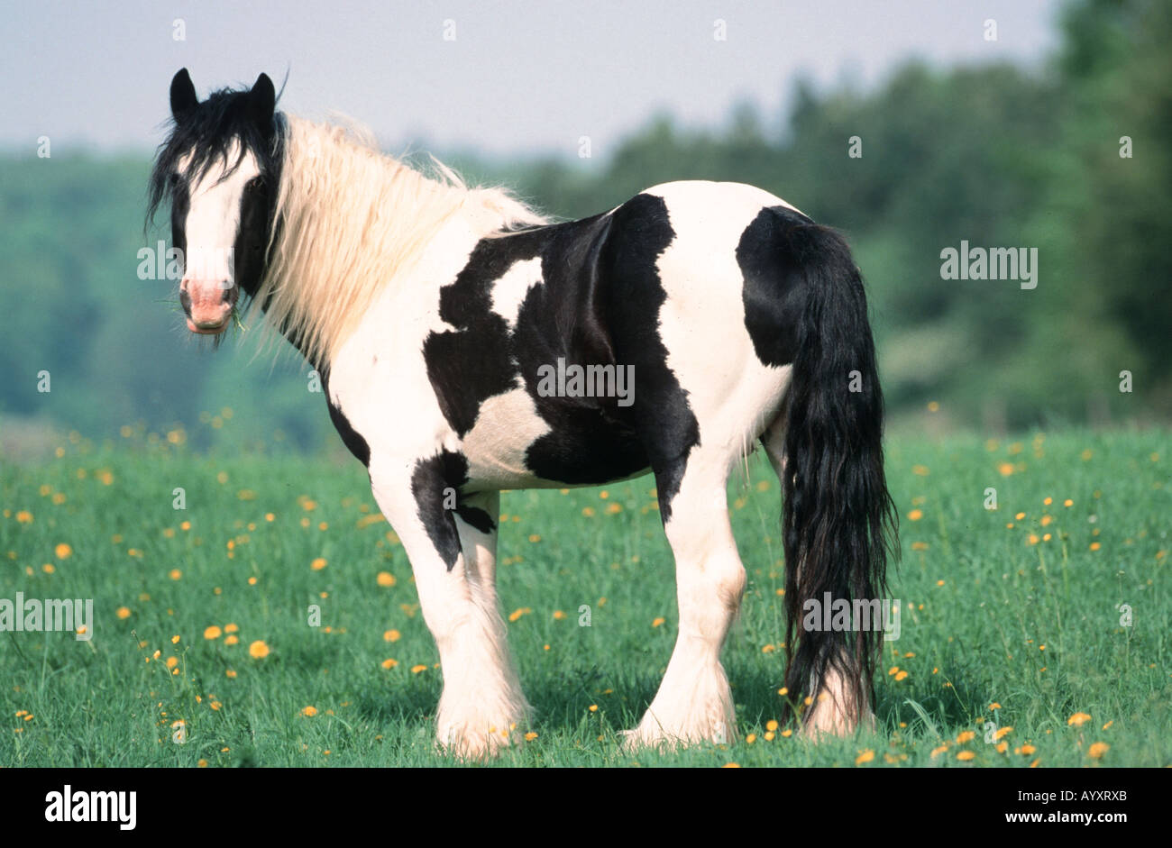 Dinky horse hi-res stock photography and images - Alamy