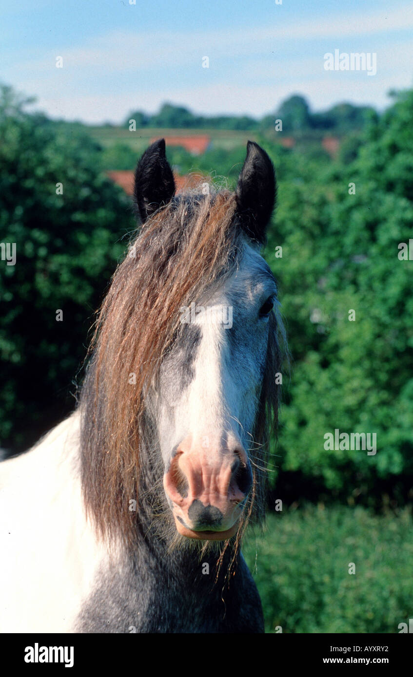 Tinker stute hi-res stock photography and images - Alamy