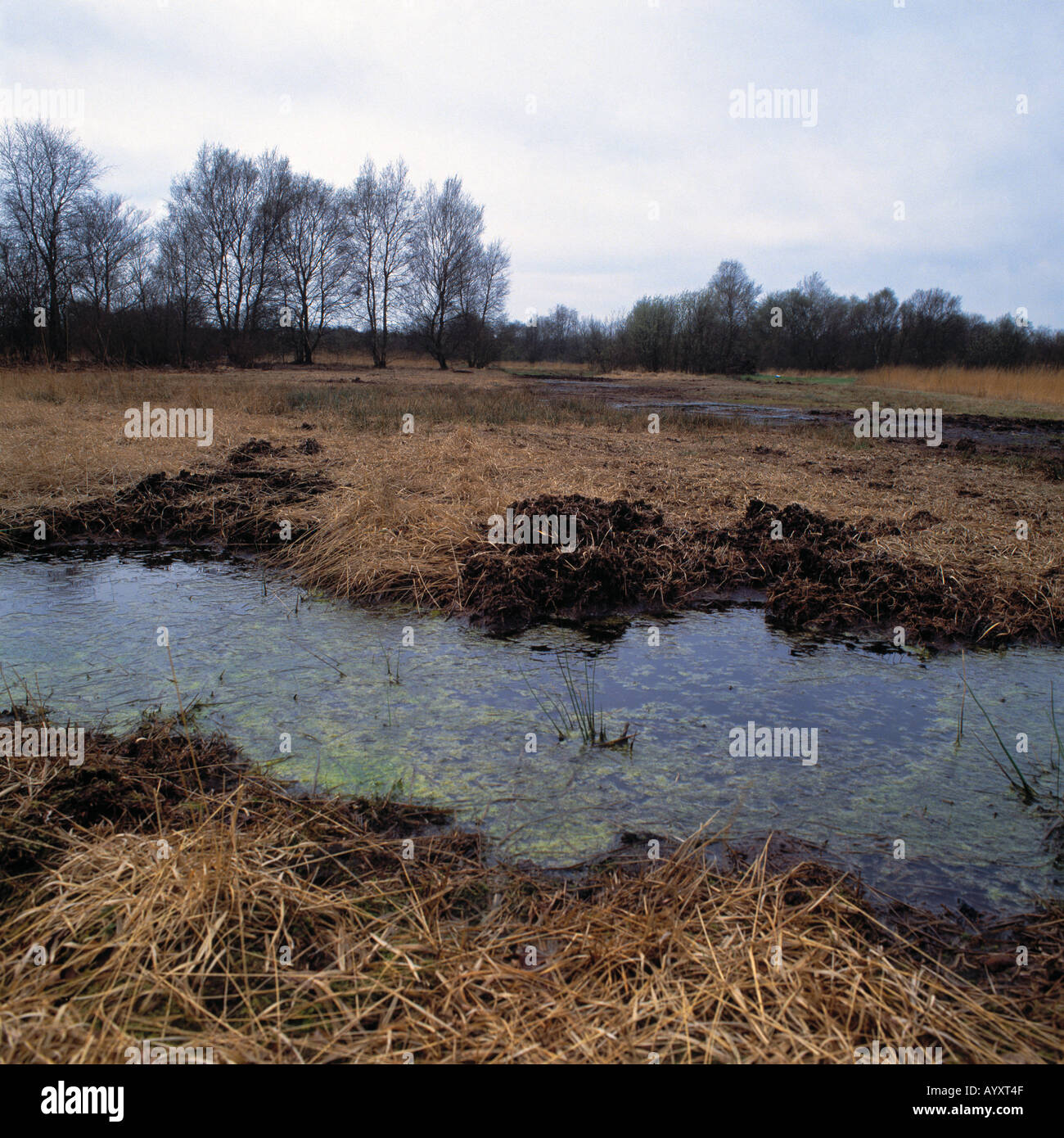 Moorlandschaft hi-res stock photography and images - Alamy