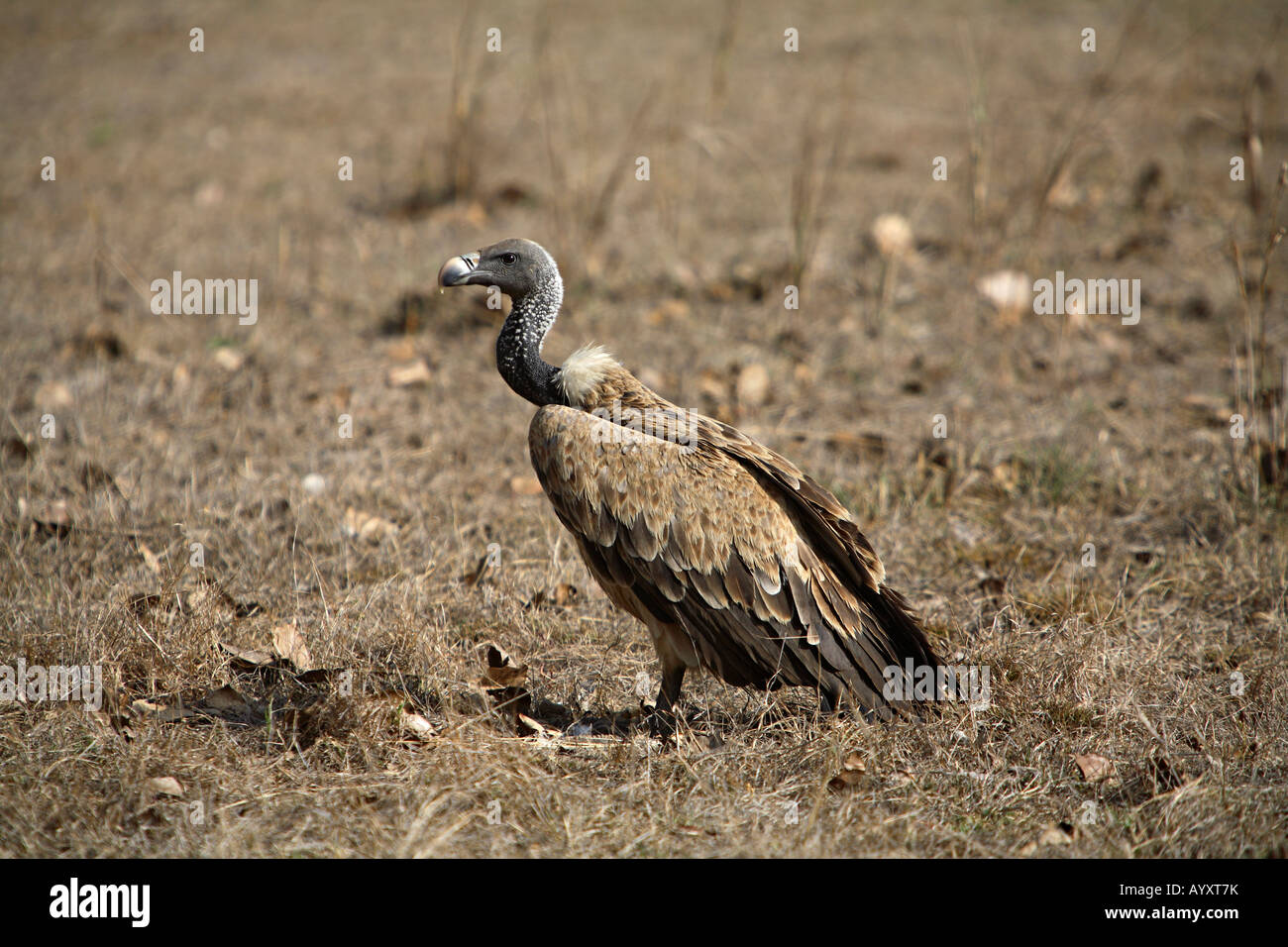 Long-billed Vulture (Gyps indicus) is a typical vulture, with a bald ...