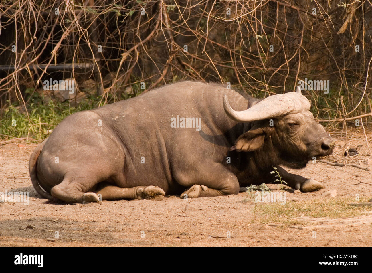Sitting buffalo hi-res stock photography and images - Alamy