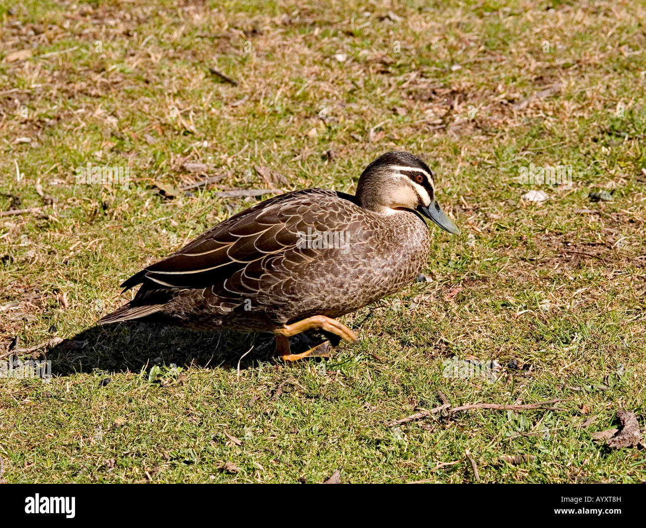 Pacific Black Duck Anas superciliosa New South Wales Australia Stock ...