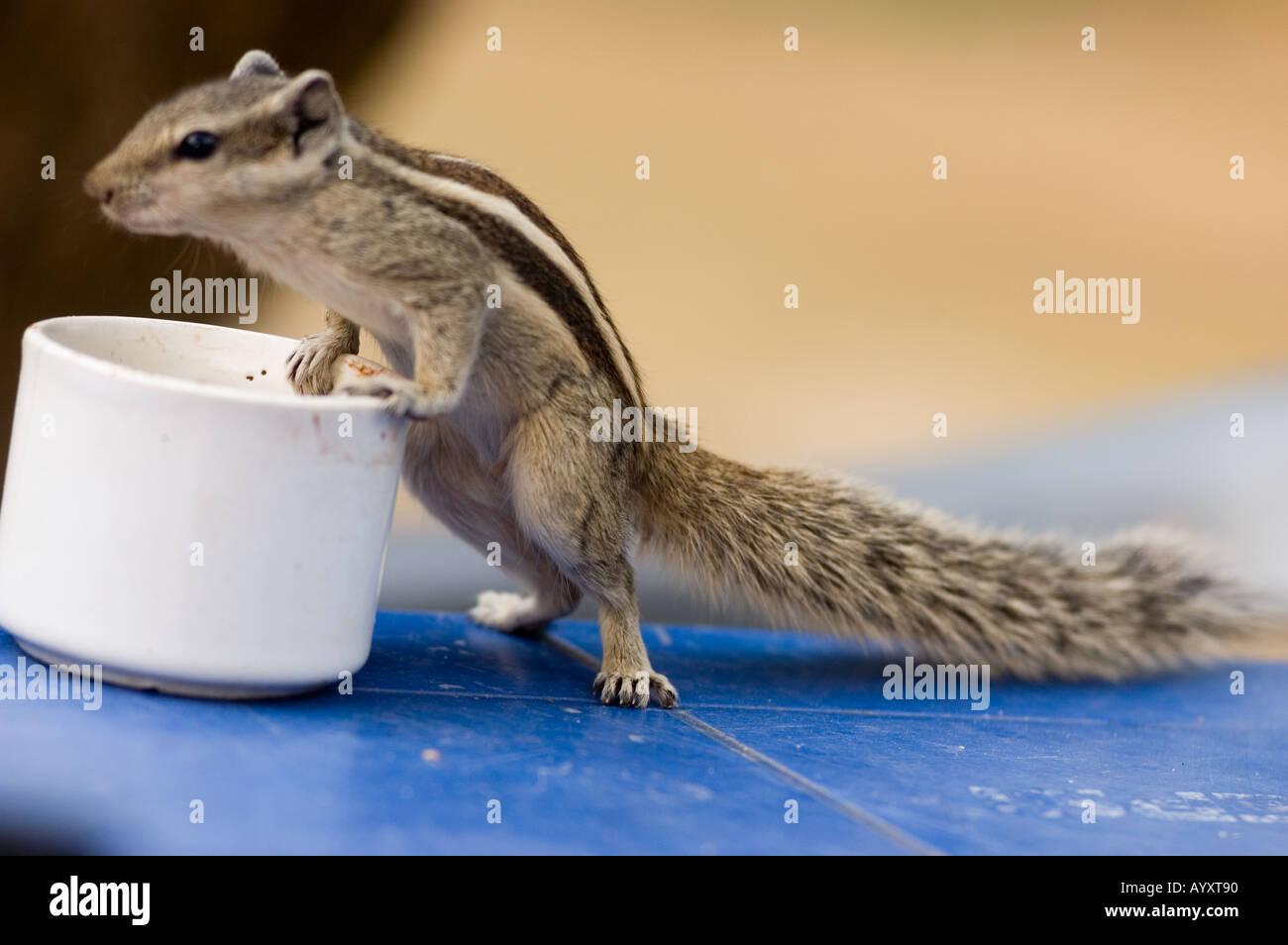 Three Striped Palm Squirrel or or Common Indian Striped Squirrel ...