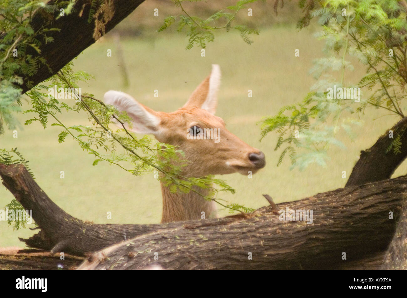 Swamp deer nepal hi-res stock photography and images - Alamy