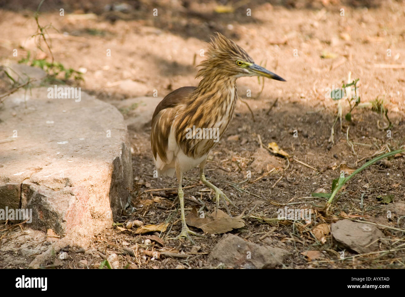 Indian pond heron paddy hi-res stock photography and images - Alamy