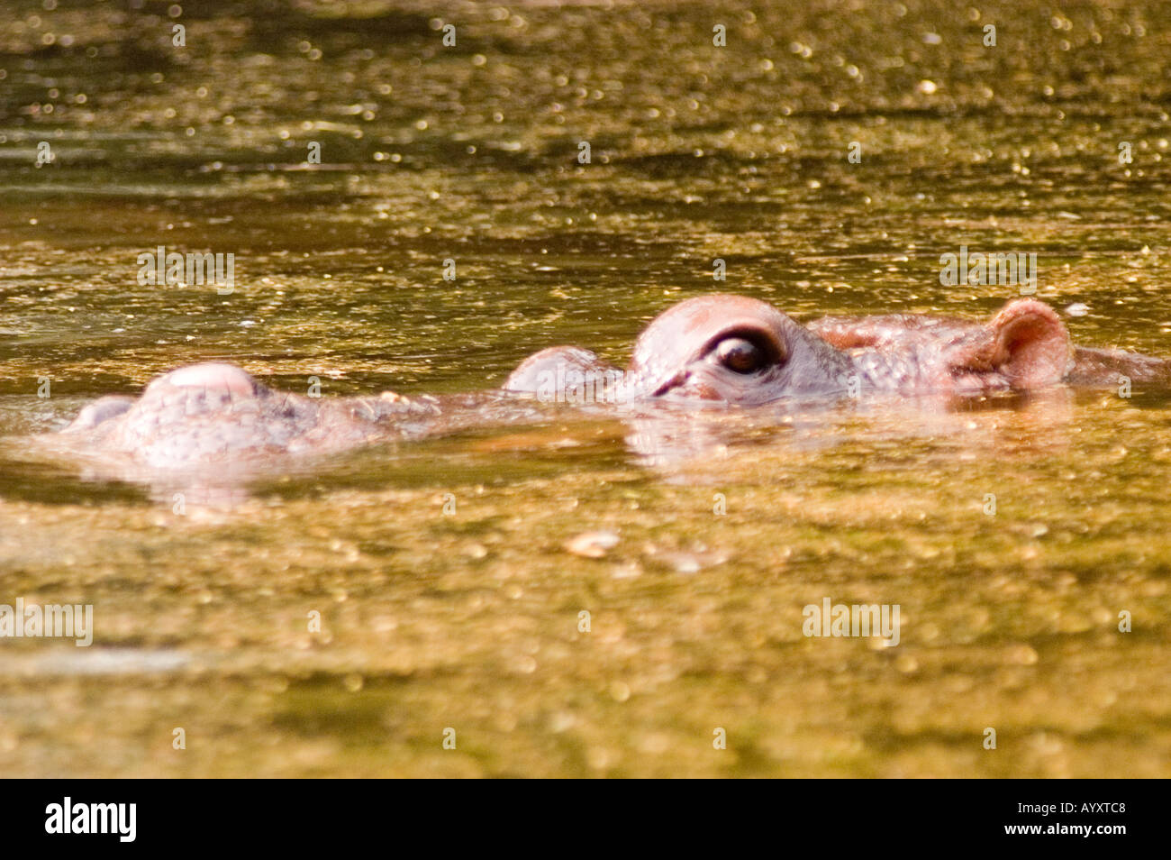 Head Close up of swimming Hippopotamus looking at camera Hippopotamus ...