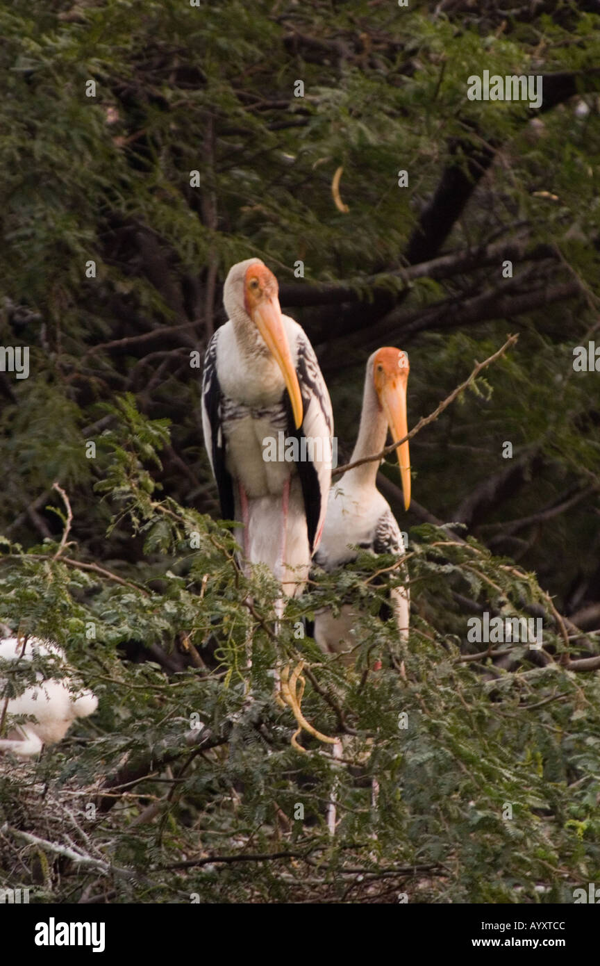 Tree stork hi-res stock photography and images - Alamy