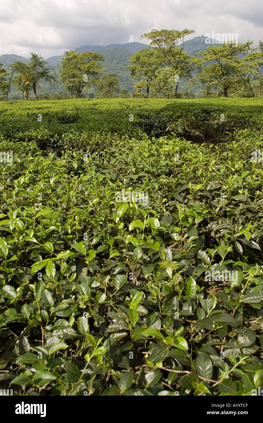 First estate second estate hi-res stock photography and images - Alamy