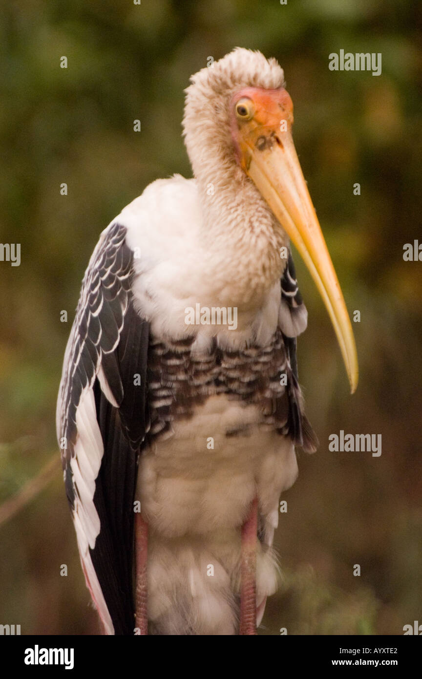 Front close up of Painted Stork Mycteria leucocephala Stock Photo - Alamy