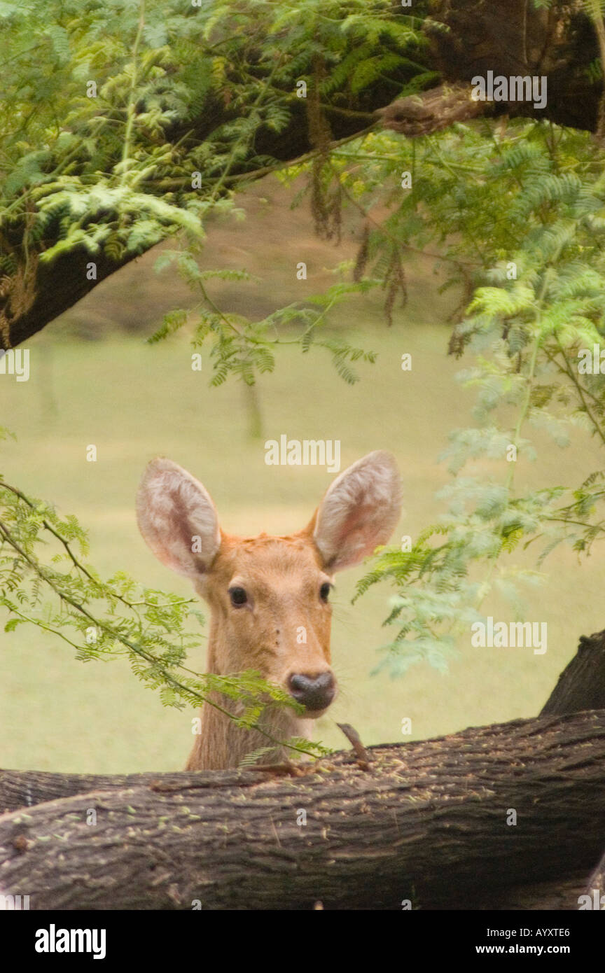 Female barasingha swamp deer hi-res stock photography and images - Alamy