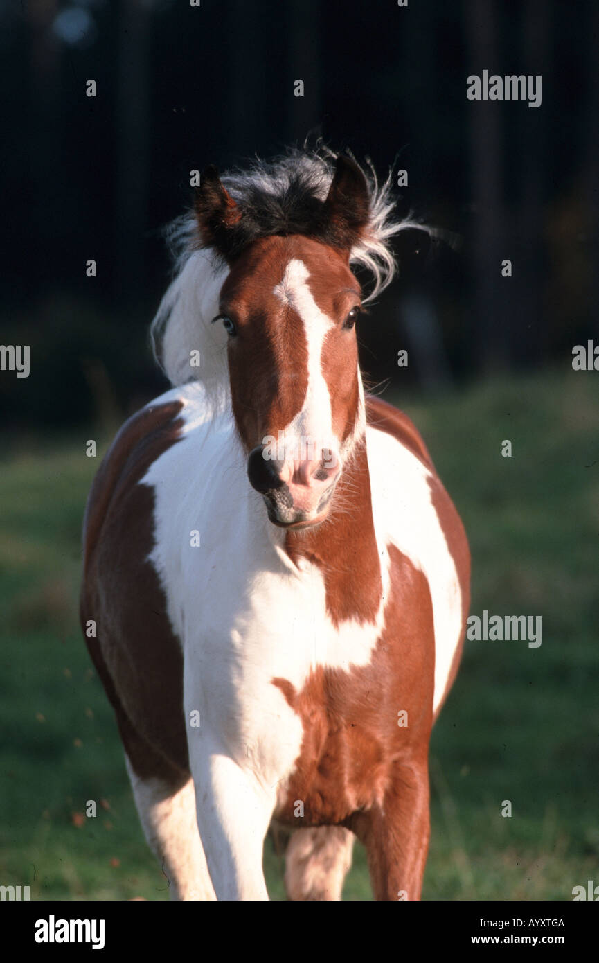 Tinker stute hi-res stock photography and images - Alamy