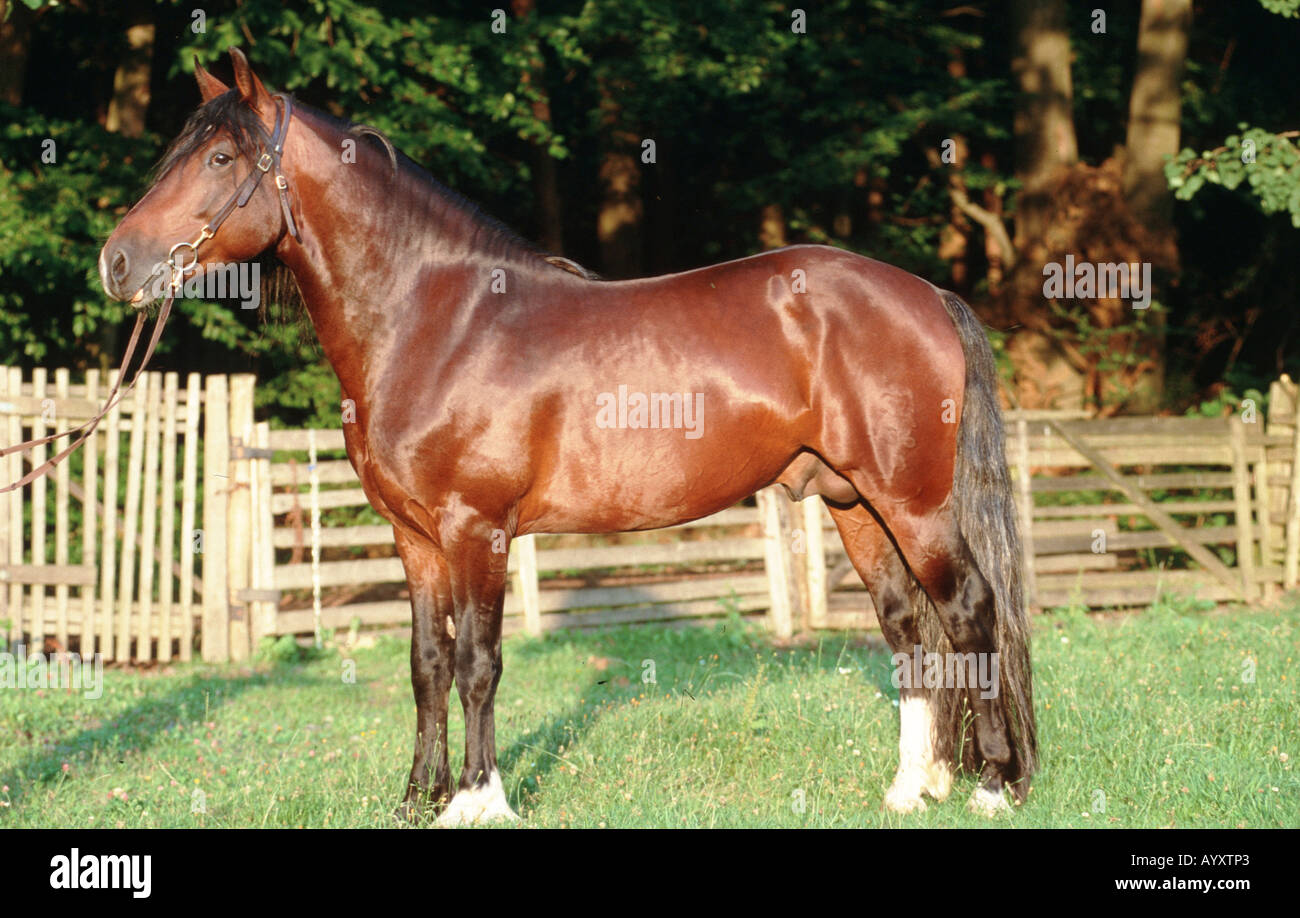 Welsh Cob Pony Hengst seitlich ganzkoerper Stock Photo - Alamy