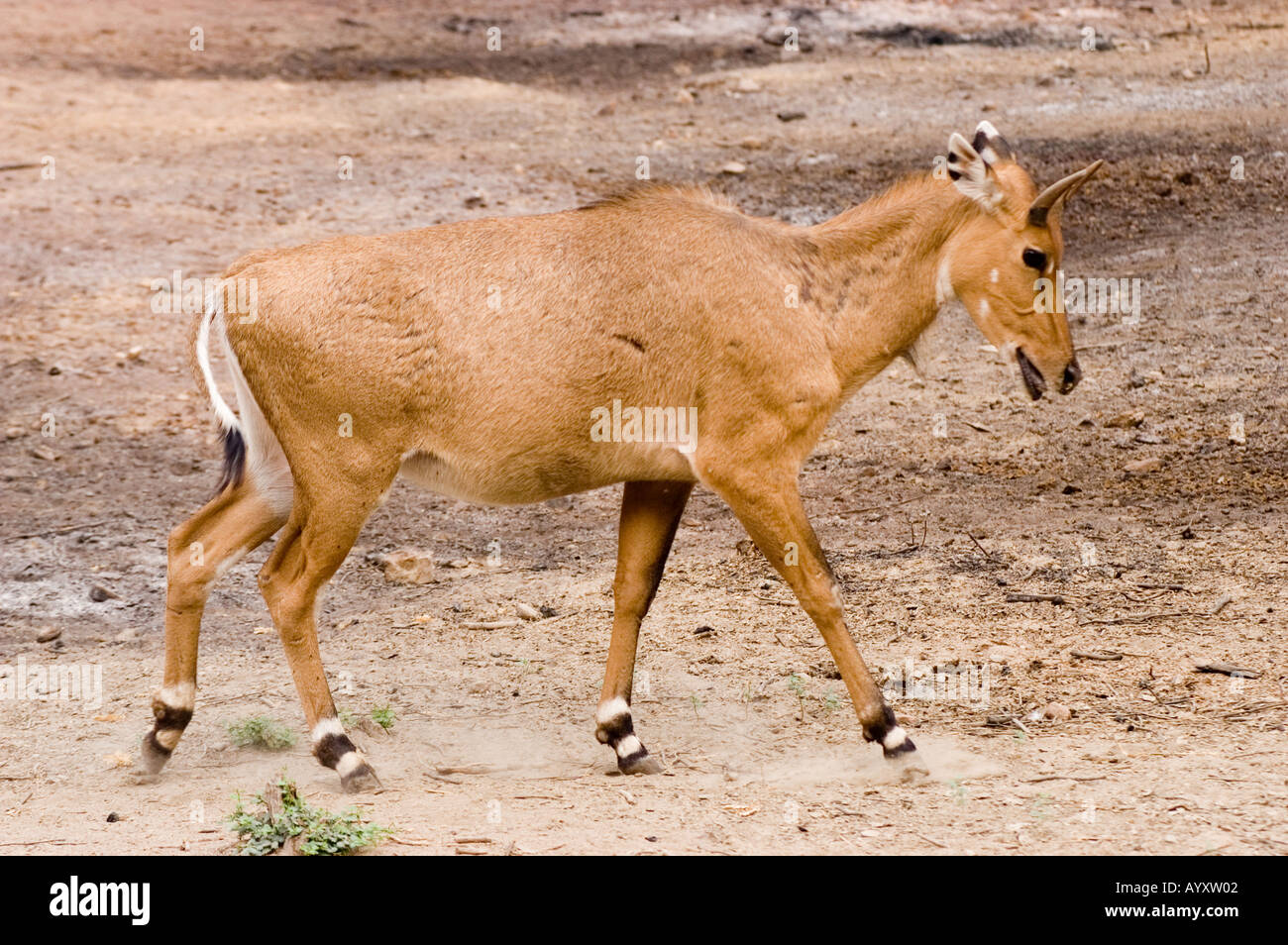 Nilgai Boselaphus Tragocamelus largest Indian antilope captive New ...