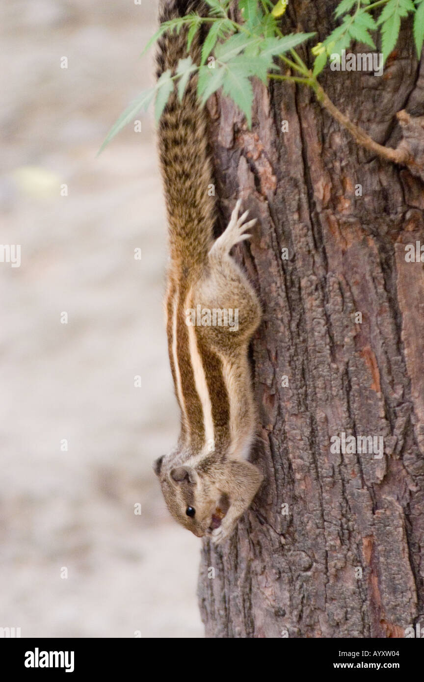 Three Striped Palm Squirrel or or Common Indian Striped Squirrel ...
