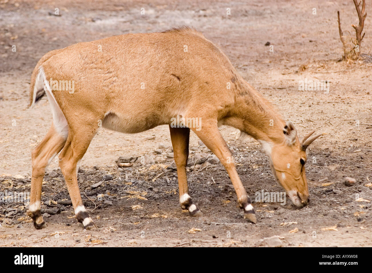 Indian antilope hi-res stock photography and images - Alamy