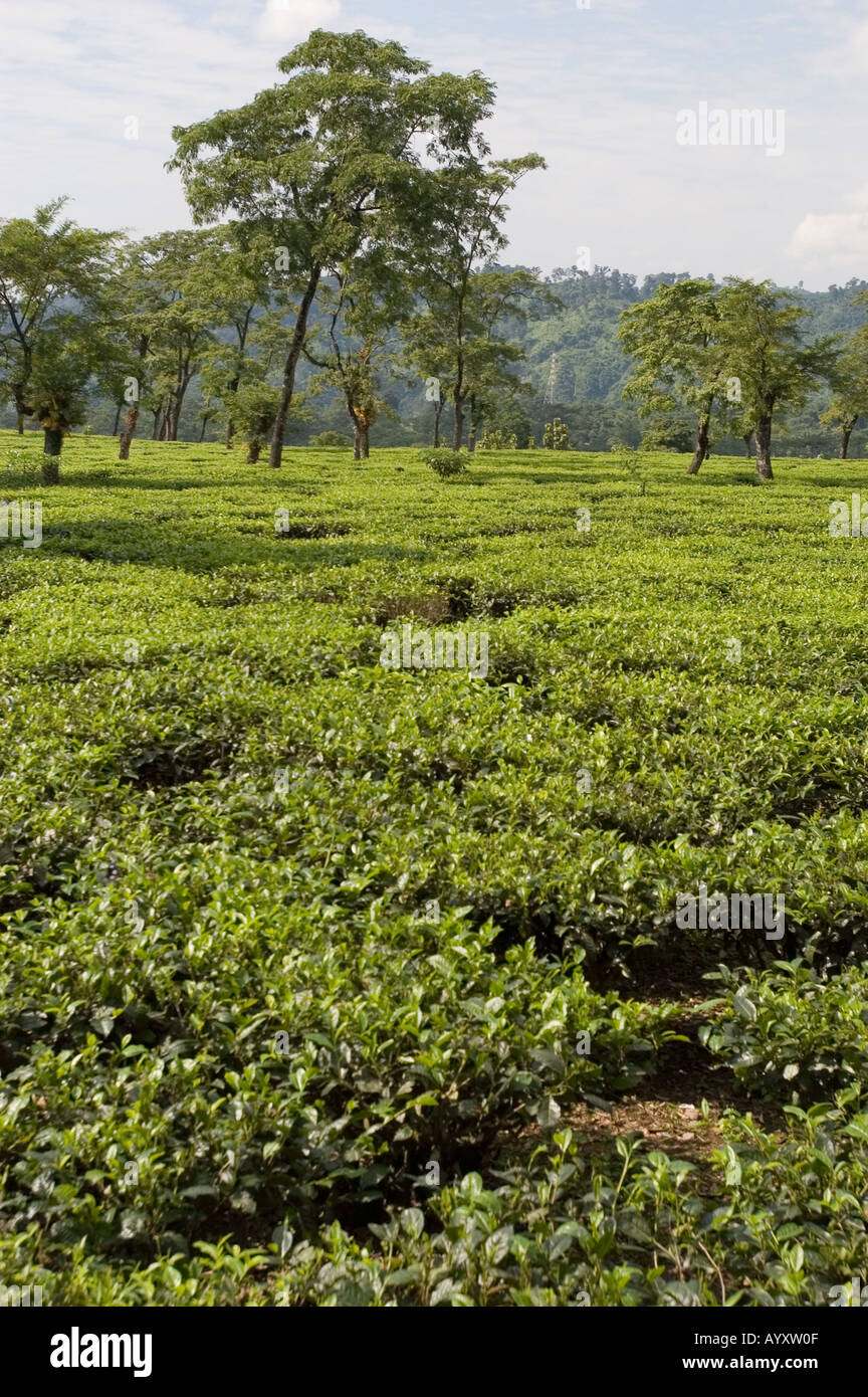 Tea estate in Darjeeling West Bengal India Asia Stock Photo - Alamy