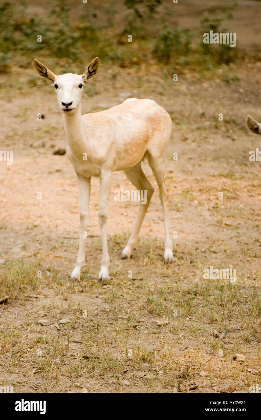 Rare White buck Antilope Cervicapra in New Delhi National Zoological ...