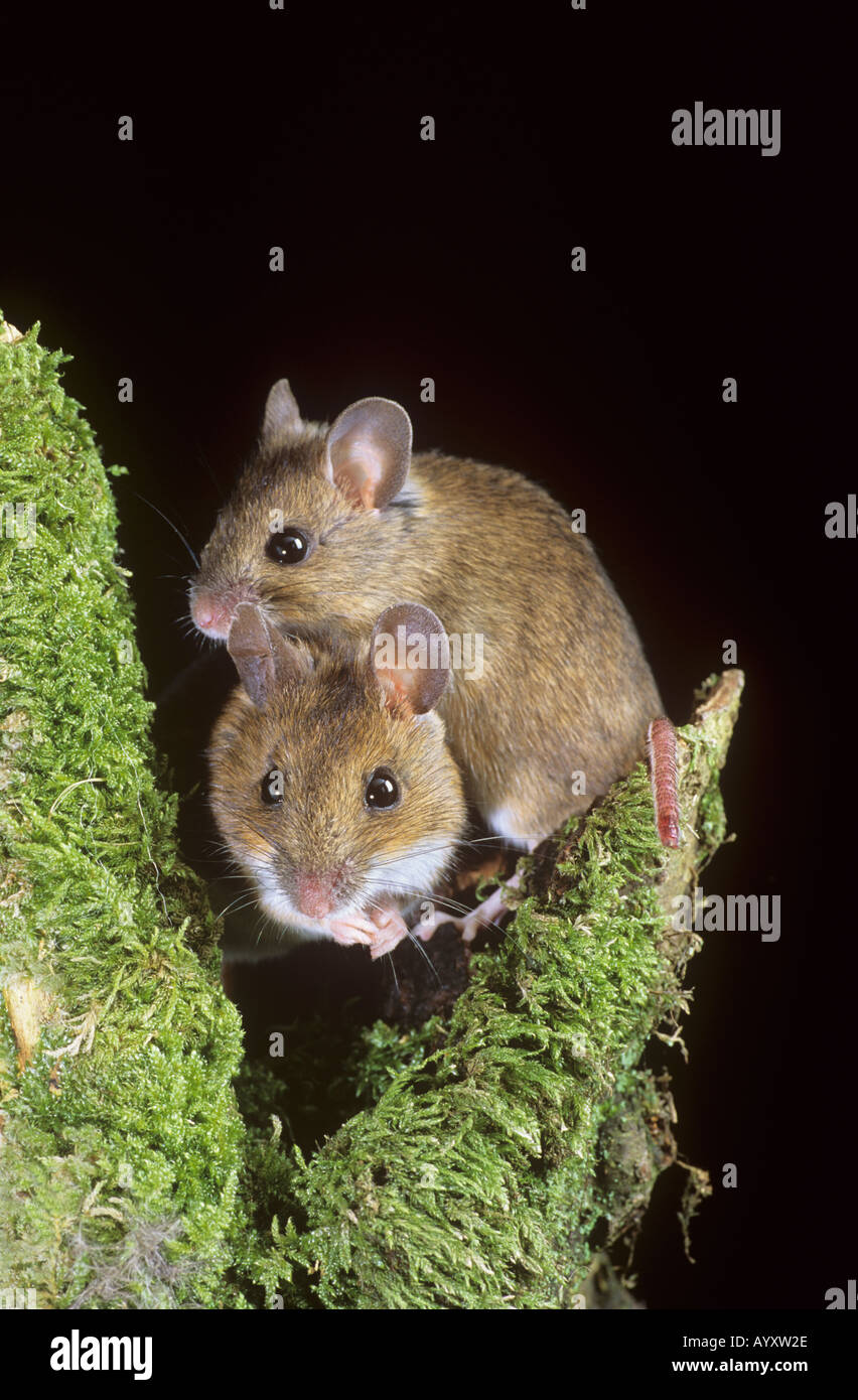 Woodmice hi-res stock photography and images - Alamy