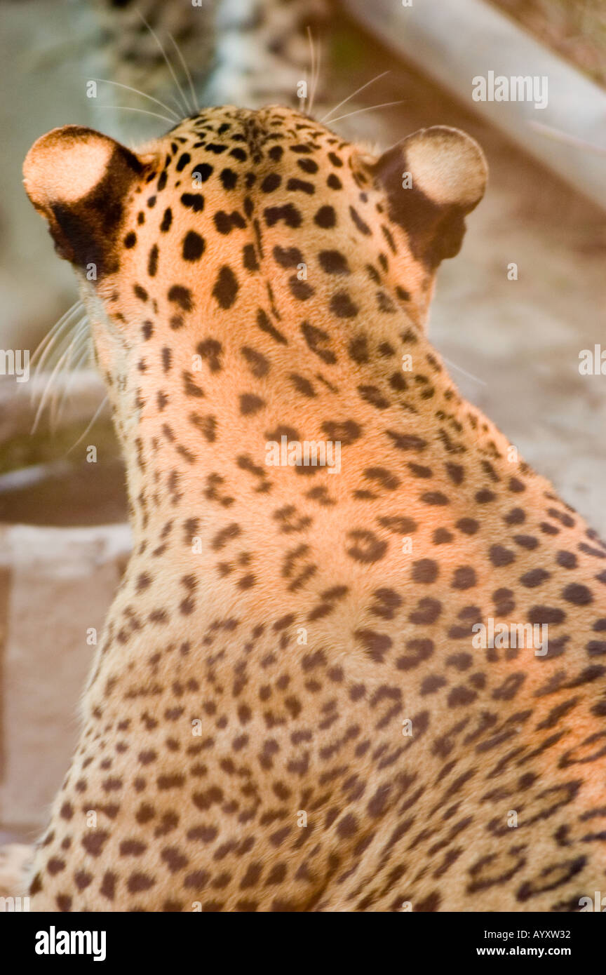 Head backside Leopard Panther Panthera Pardus Endangered animal Stock ...