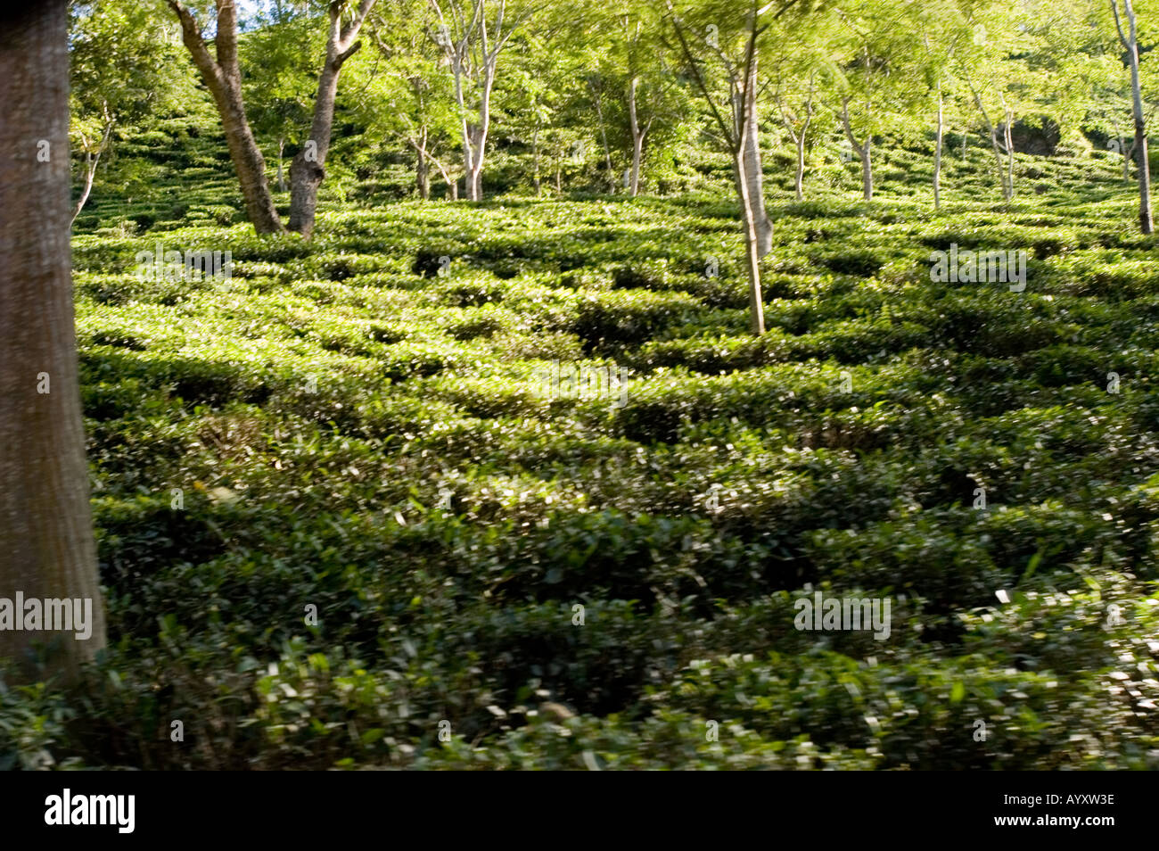 Tea estate in Darjeeling West Bengal India Asia Stock Photo - Alamy