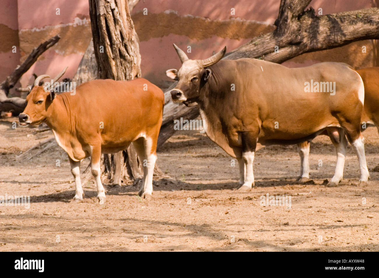 Male and Female Banteng Bos javanicus Stock Photo - Alamy