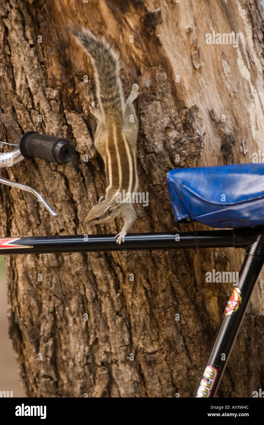 Three Striped Palm Squirrel or or Common Indian Striped Squirrel ...