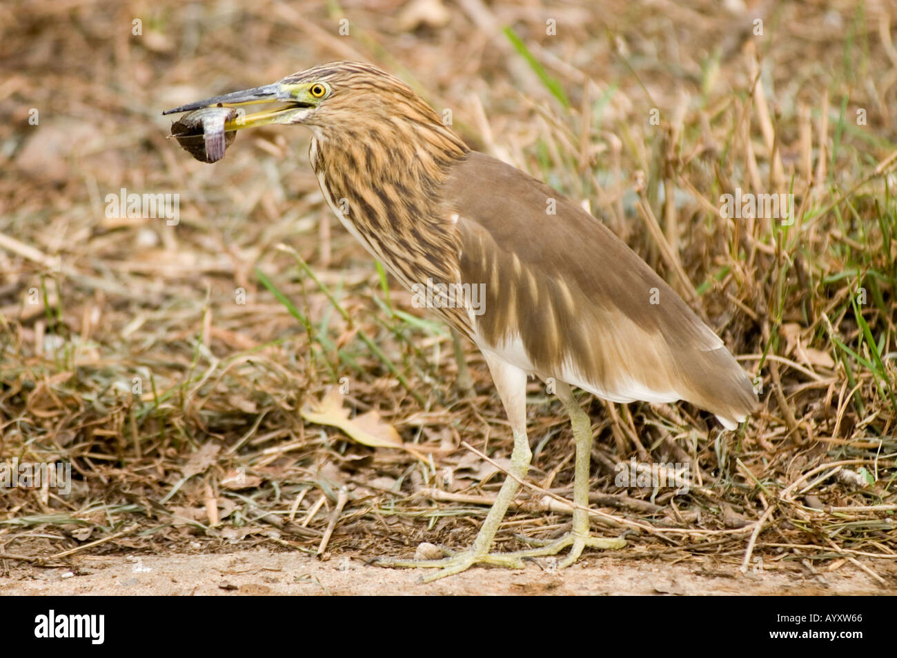 Birds pond heron paddy hi-res stock photography and images - Alamy