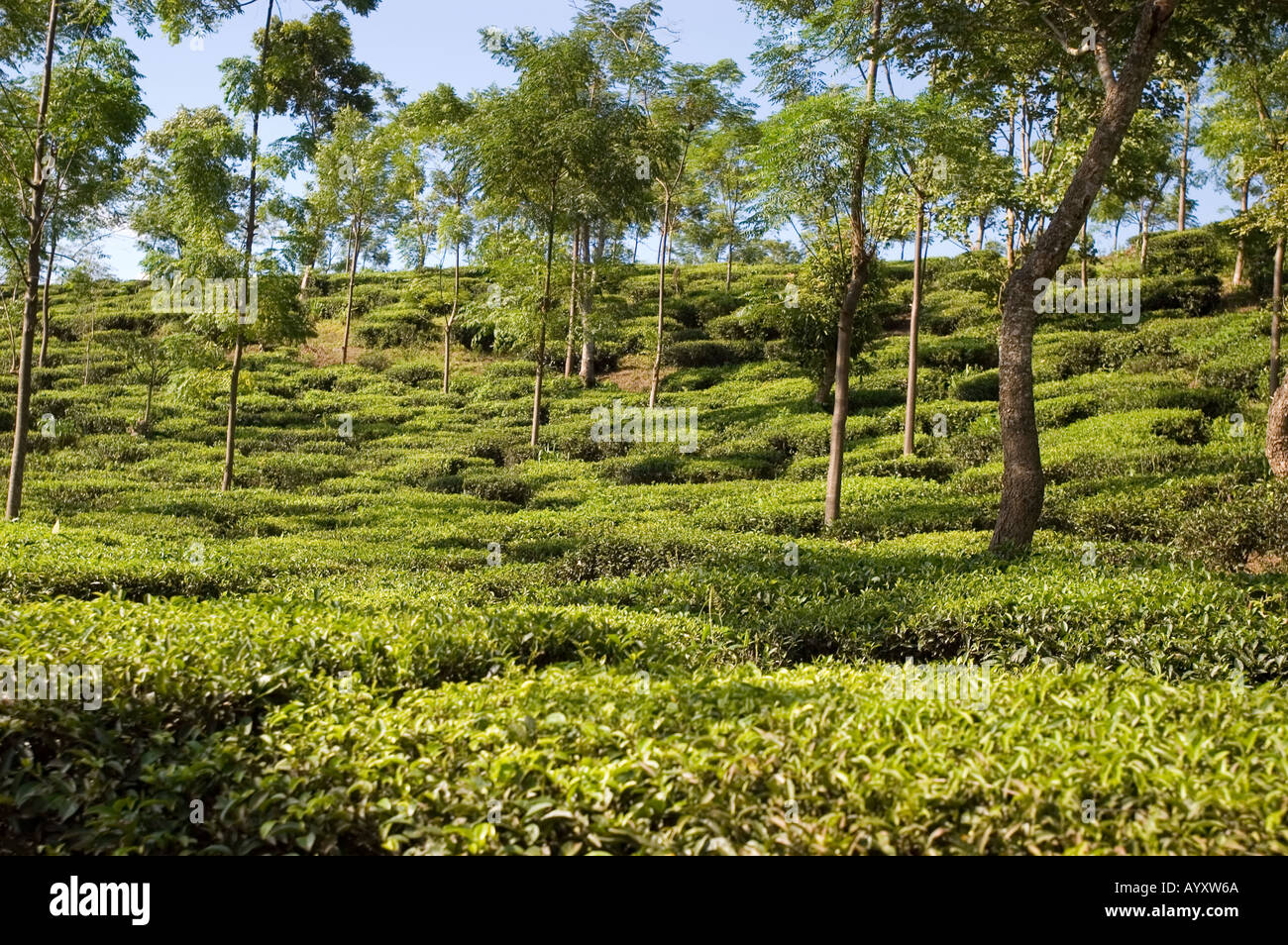 Tea estate in Darjeeling West Bengal India Asia Stock Photo - Alamy