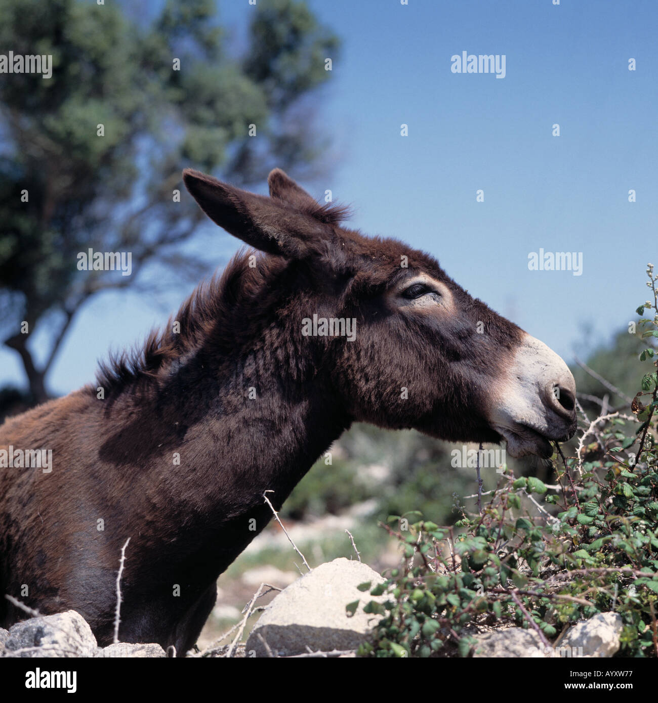 Maultier mule hi-res stock photography and images - Alamy