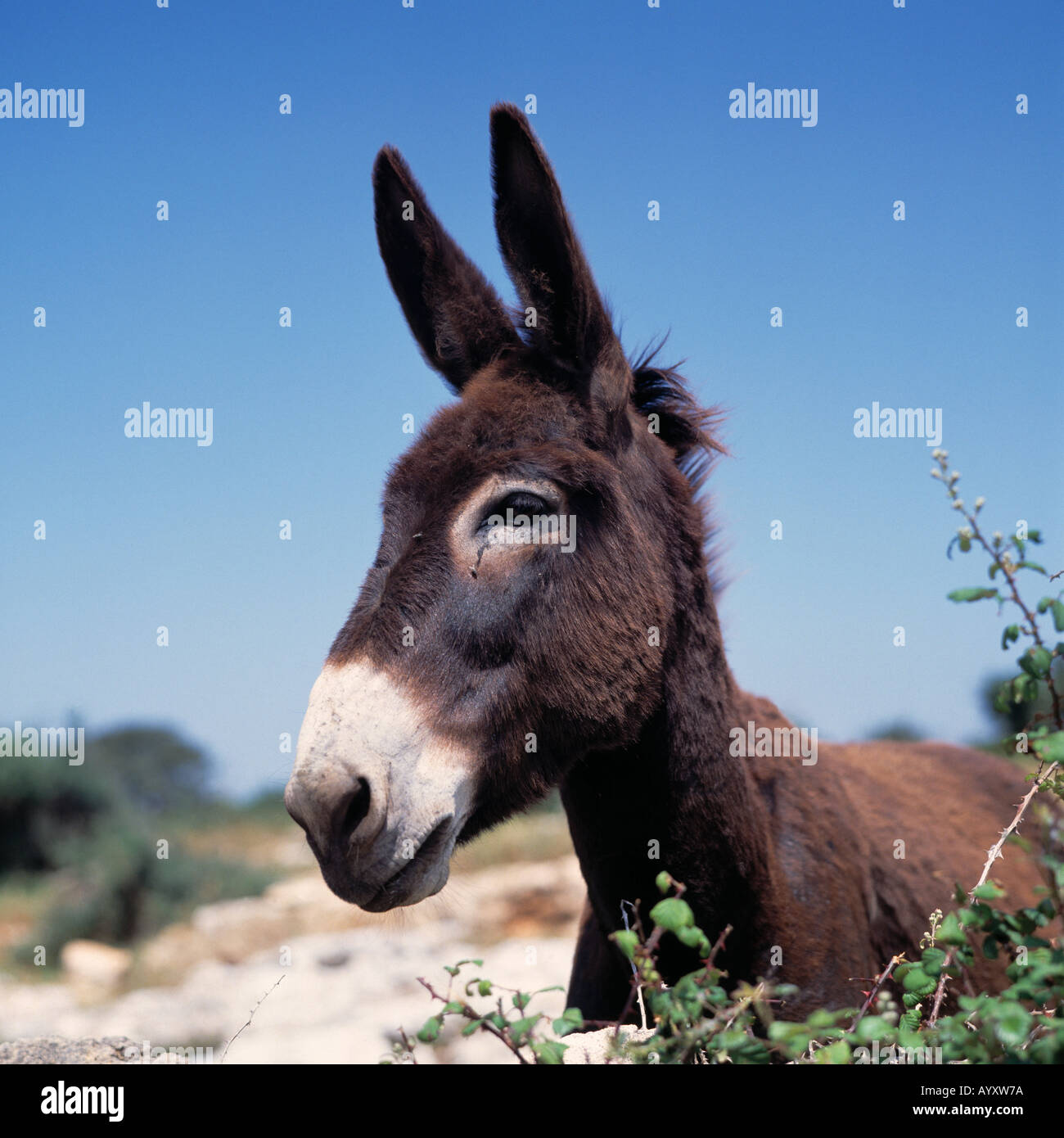 Maultier mule hi-res stock photography and images - Alamy