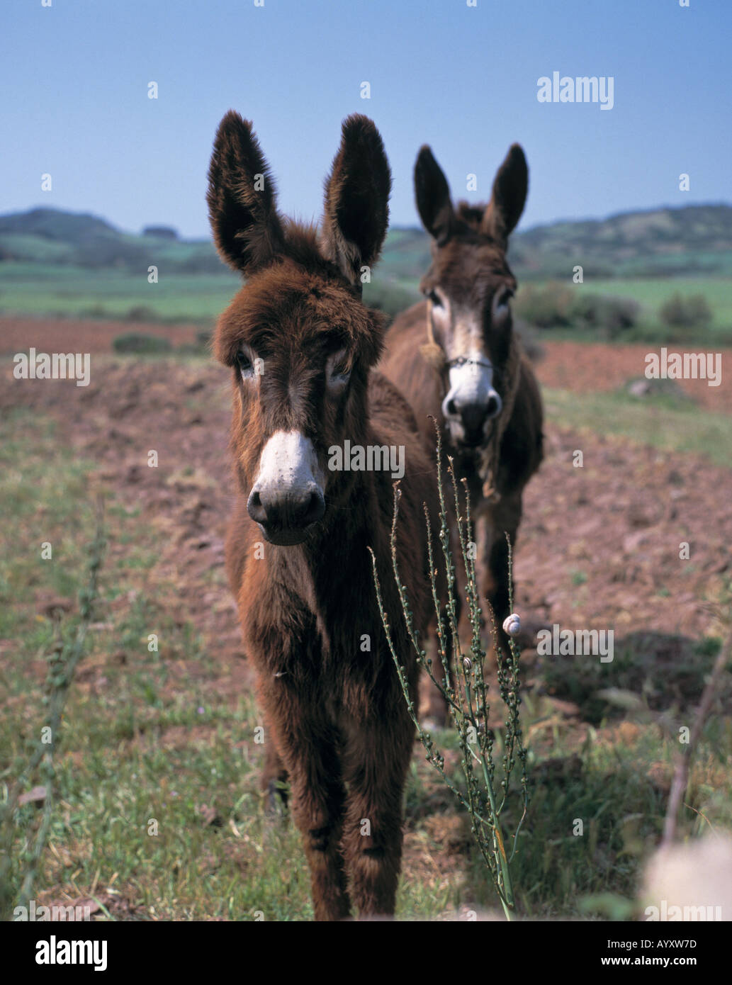 Maultier hi-res stock photography and images - Alamy