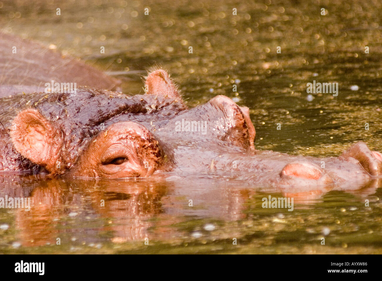Head Close up of swimming Hippopotamus looking at camera Hippopotamus ...