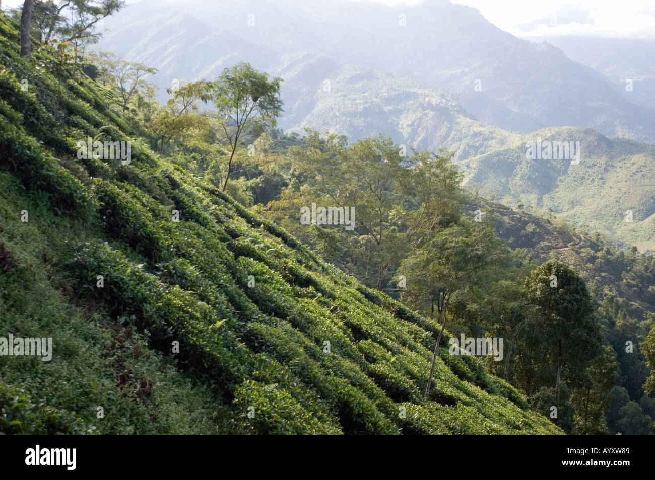 Tea estate in Darjeeling West Bengal India Asia Stock Photo - Alamy