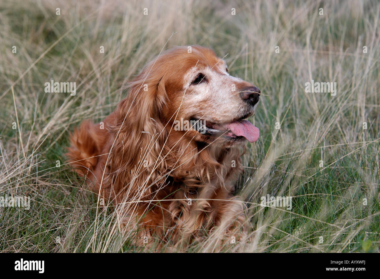 old cocker in the grass Stock Photo - Alamy