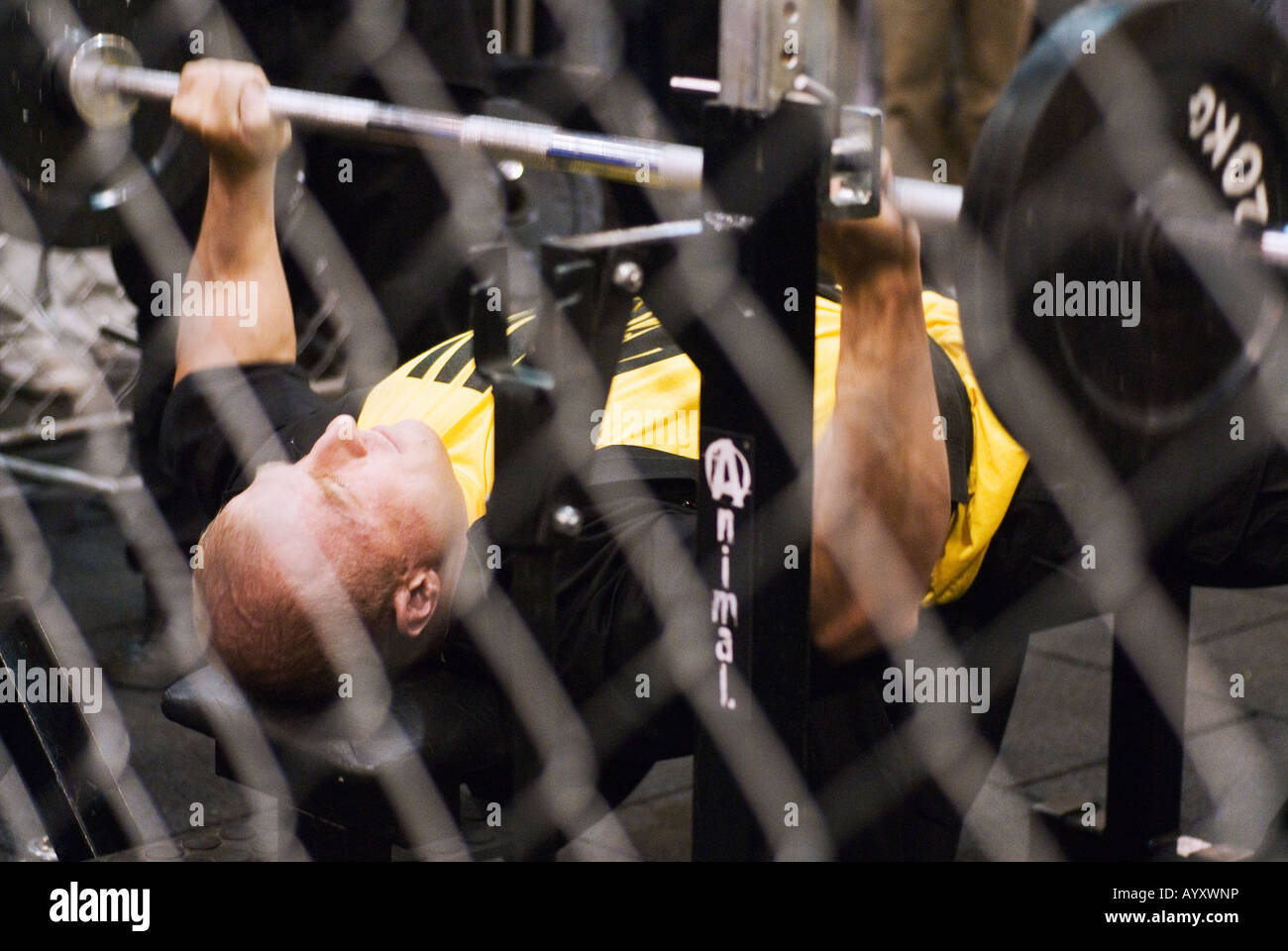 workout of a bodybuilder during the fitness fair FIBO in Essen Germany ...