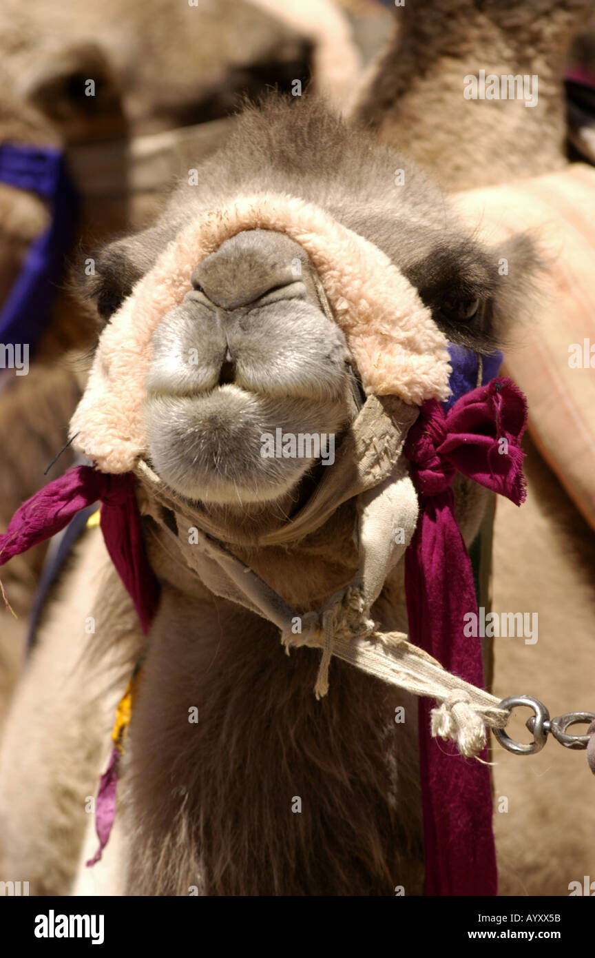 Face close up of Bactrian Camels during Ladakh Festival Leh Ladakh ...