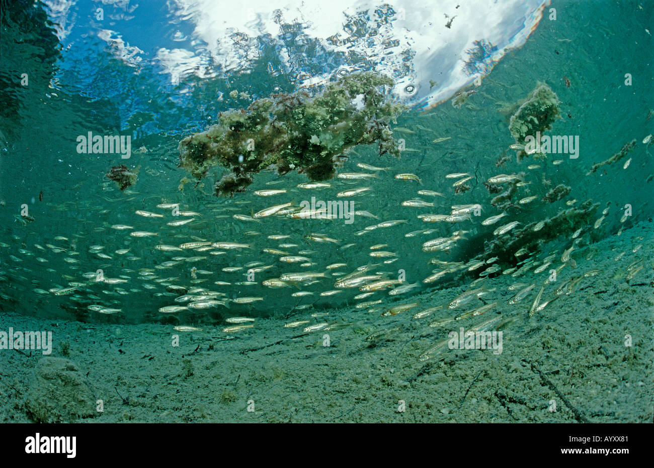 School Of Minnows