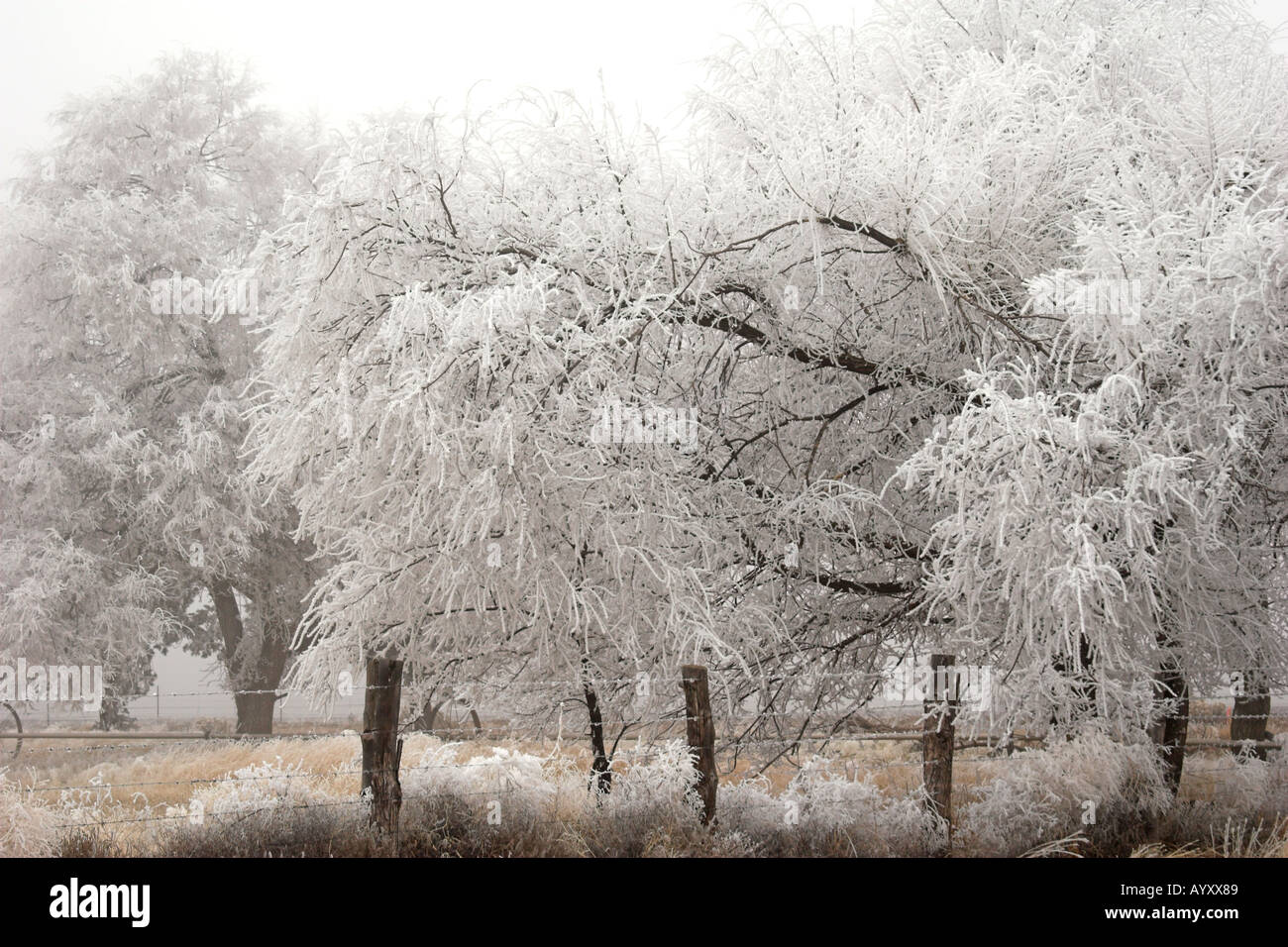 Freezing Fog On Trees Stock Photo - Alamy