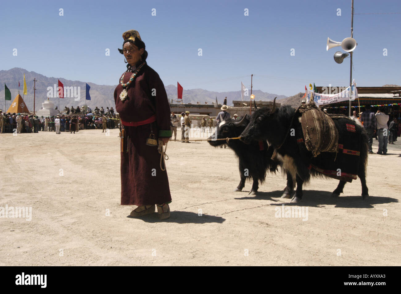 Portrait of traditional dress Ladakhi man with hat and yaks during ...