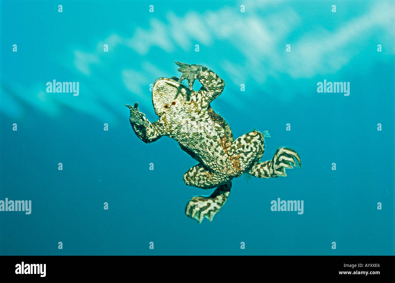 Toad swimming to water surface Bufo bufo Germany Bavaria Stock Photo ...
