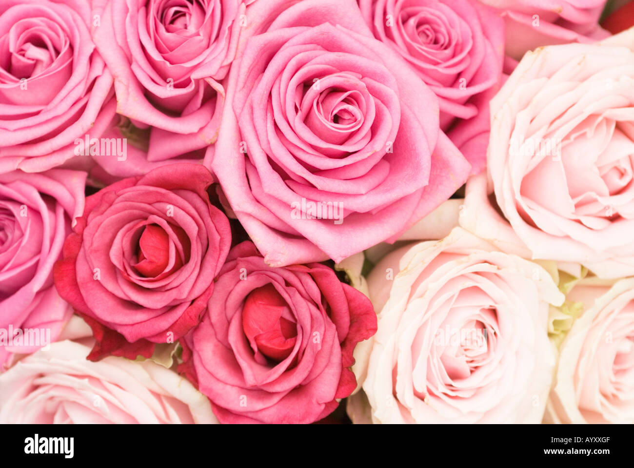 Old fashioned roses hi-res stock photography and images - Alamy