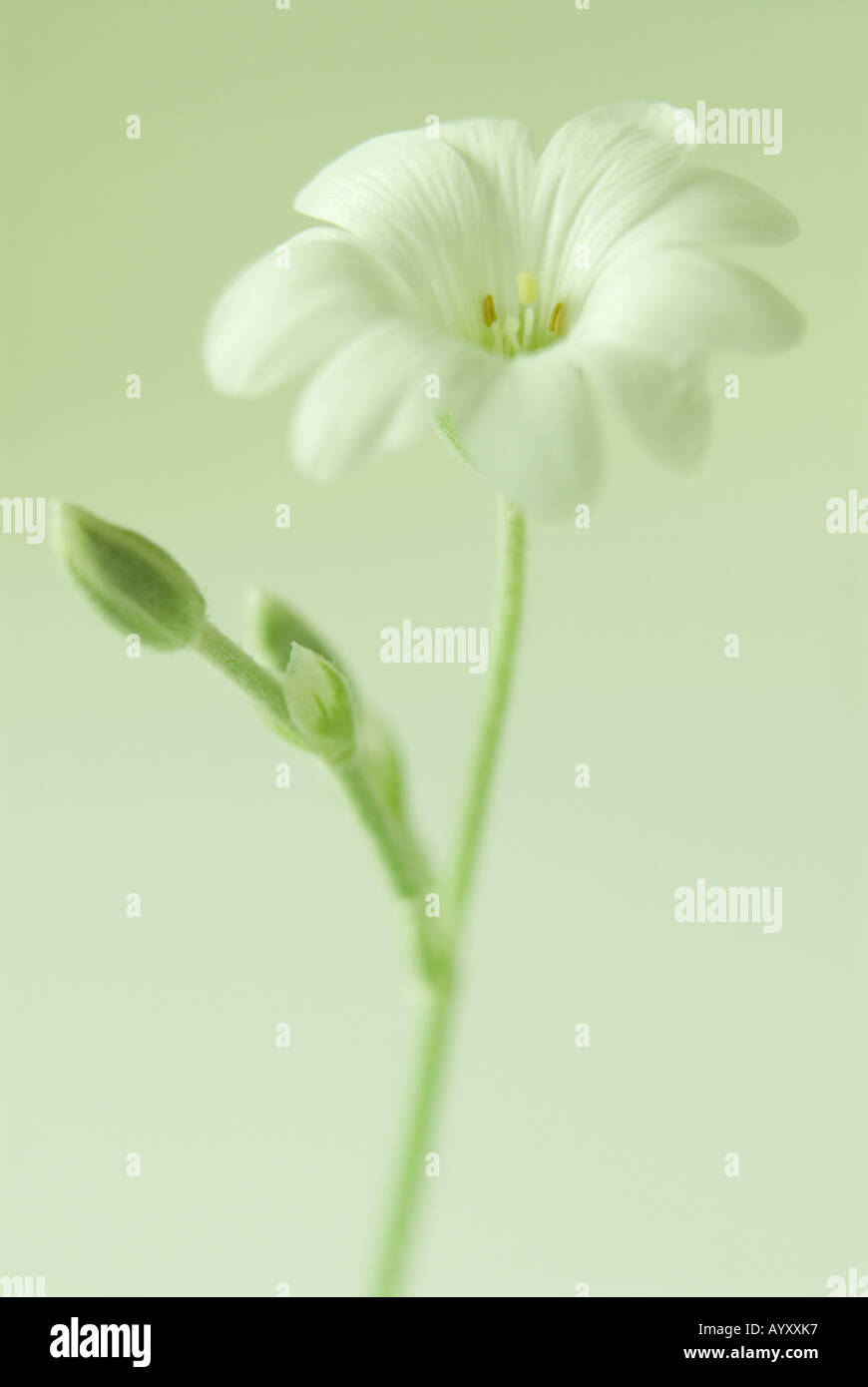 A single white flower hi-res stock photography and images - Alamy
